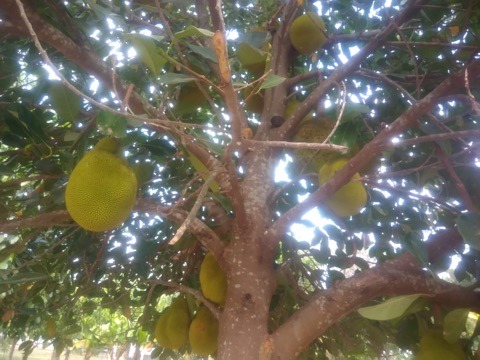 Care of Creation. Why plant trees? – MEANS